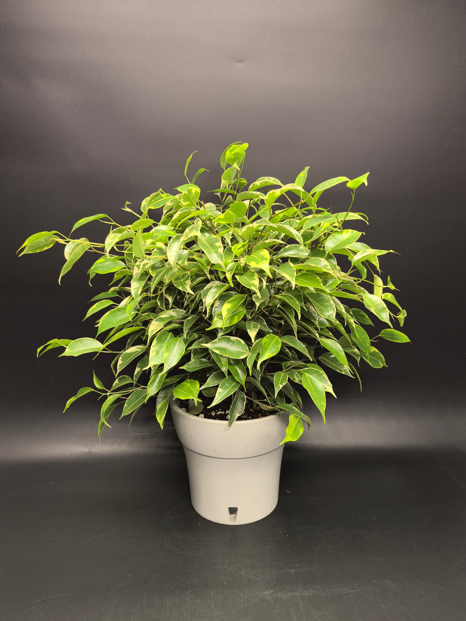 Фикус Бенджамин Грин Кинки от Succulenteria, D11, высота 32см