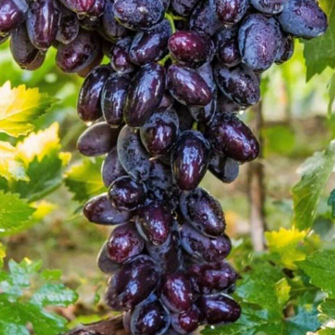 Виноград Эмир / 1 шт, раннеспелый, высокоурожайный, столовый сорт