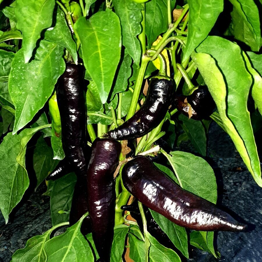 Семена Deodar SEEDS COMPANY Перец сладкий Маркони черный 5 шт.