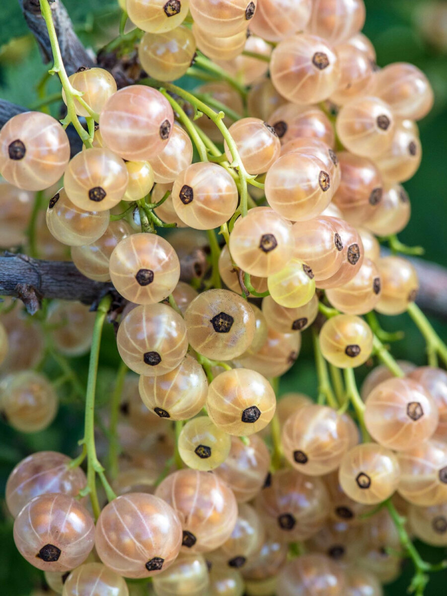Смородина белая Булонь белая / многолетний, морозостойкий сорт