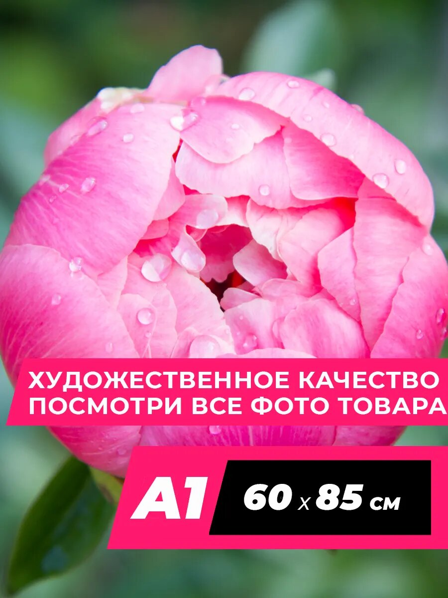 Постер пионы на стену 76 Paeonia A1, матовая фотобумага премиум качества