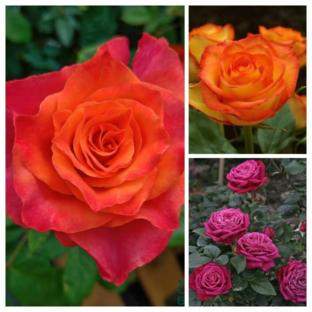 Комплект чайно-гибридных роз Хот Поинт 3 шт