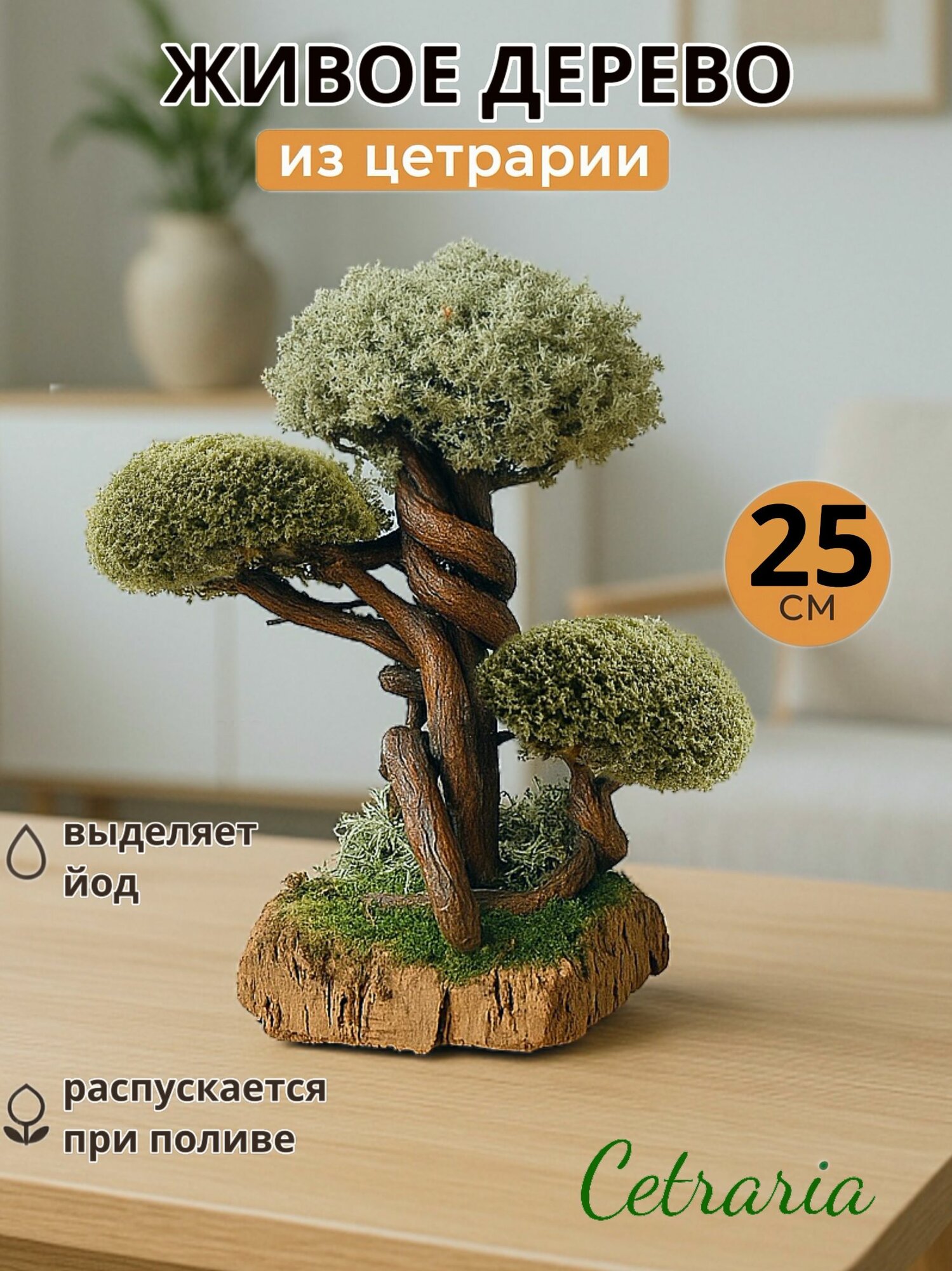 Дерево цетрария сухоцвет