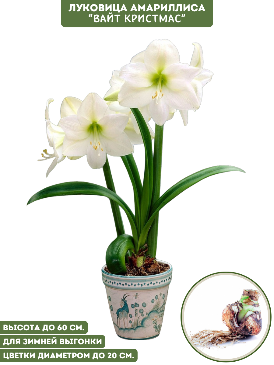 Амариллис «Вайт Кристмас», белый, 50/60 см, луковица готовая к посадке - 1 шт.