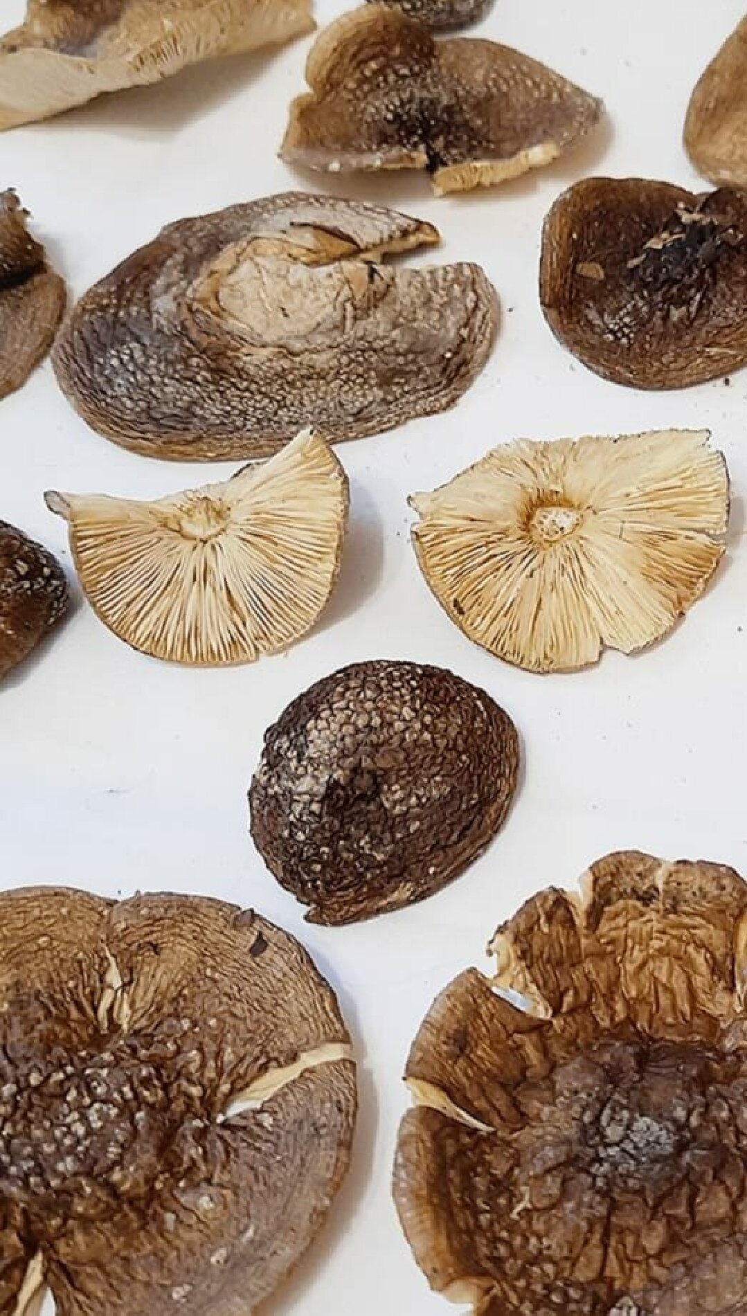 Аманита /Грибы сушеные Сухоцвет 25гр.