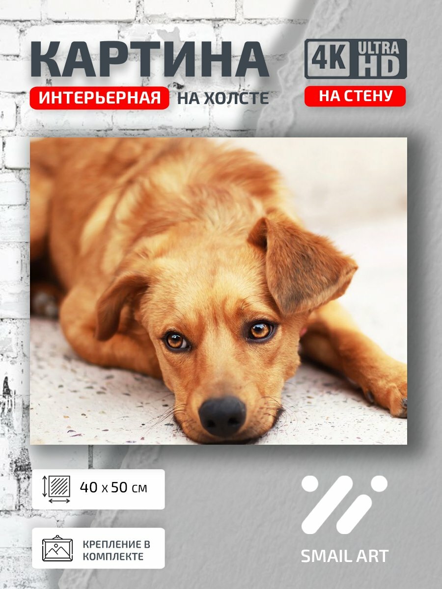 Картина на холсте интерьерная 40 на 50 на стену Пес Mood для офиса атмосфера интерьер декор