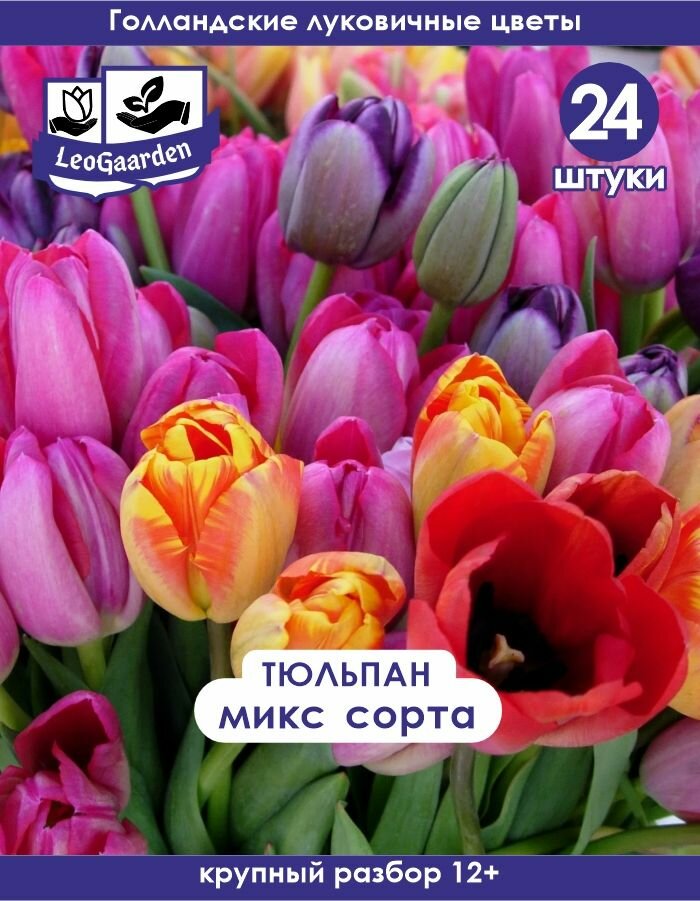 Тюльпан Луковица, Микс сортов 24 шт, крупные