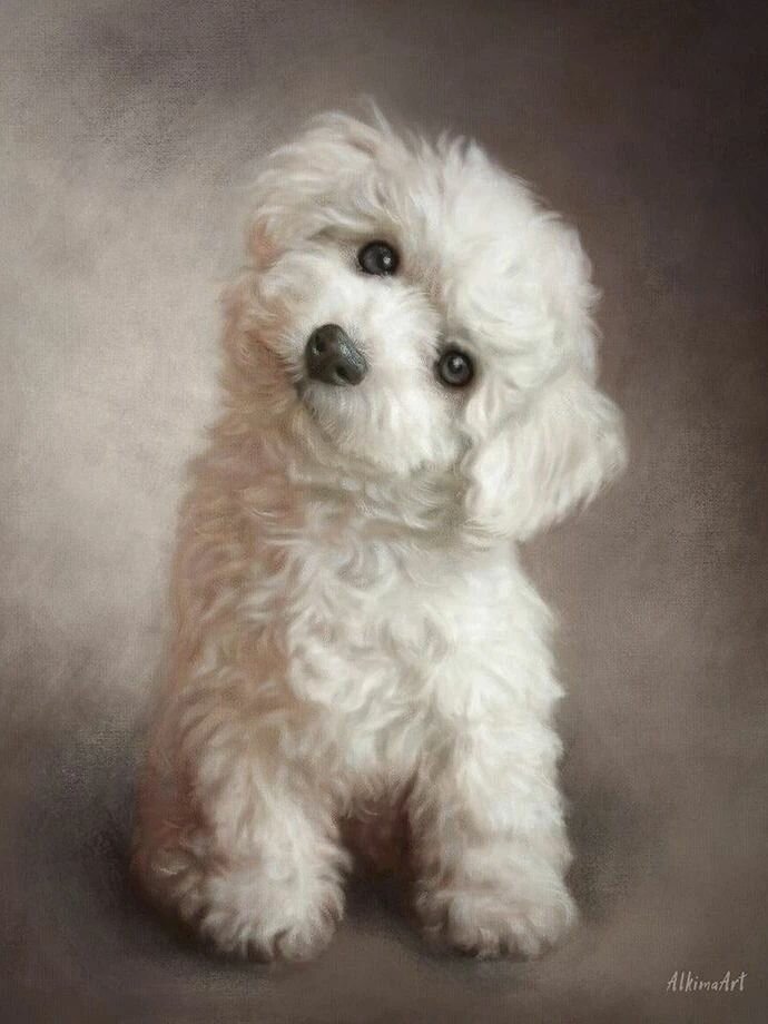 Набор для самостоятельной вышивки алмазами 5D французский пудель - круглая алмазная мозаика размером 40x50 см для украшения стен дома,40X50CM, белый