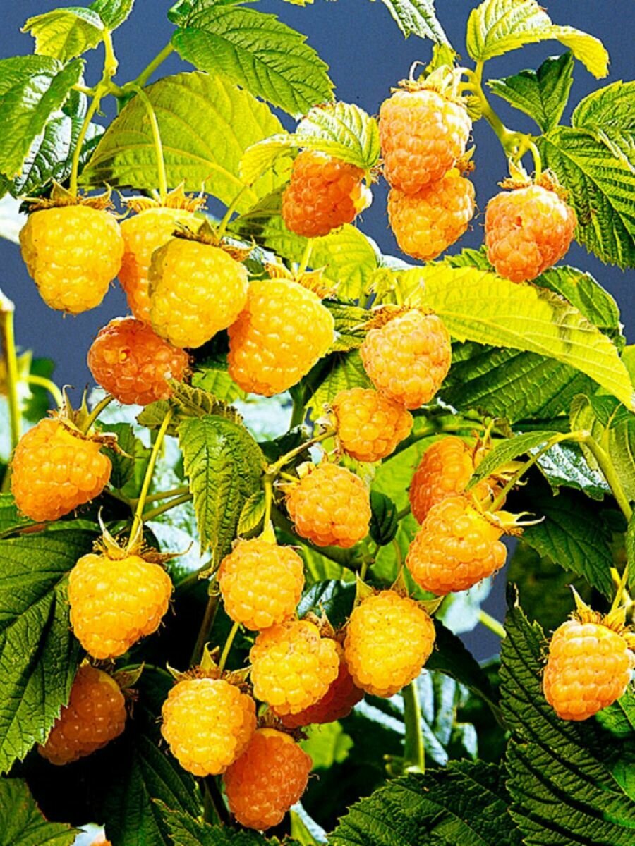 Малина ремонтантная Абрикосовая, желтый сорт, крупноплодная, морозостойкая 1 шт