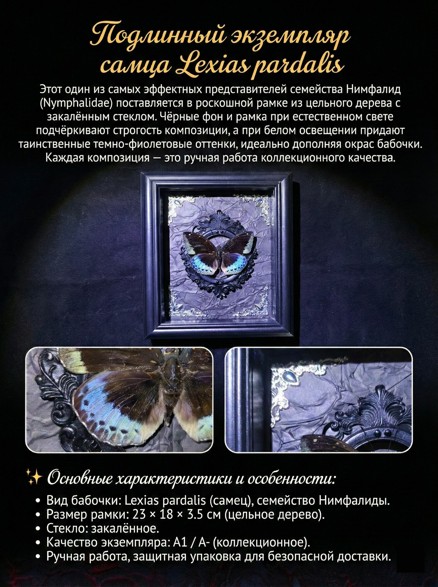 Бабочка Lexias pardalis в деревянной рамке, коллекционный экземпляр