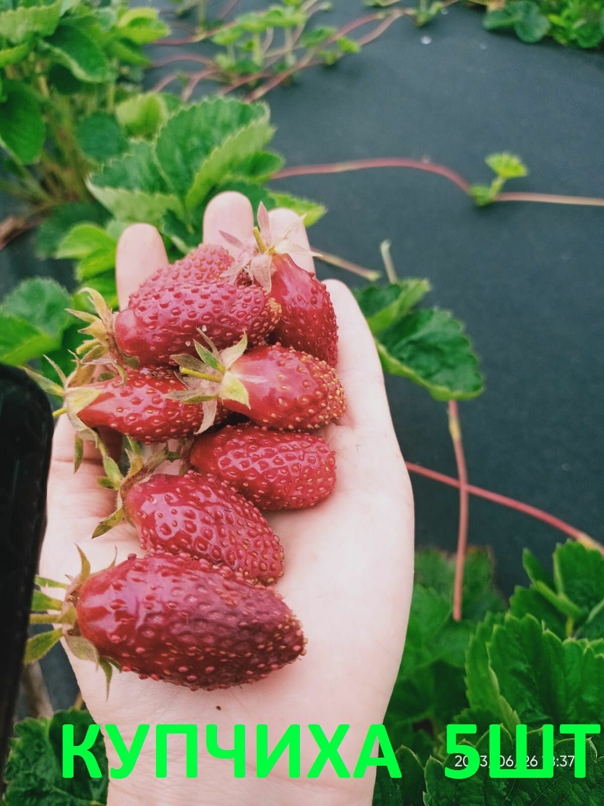 Рассада. Земклуника Купчиха.