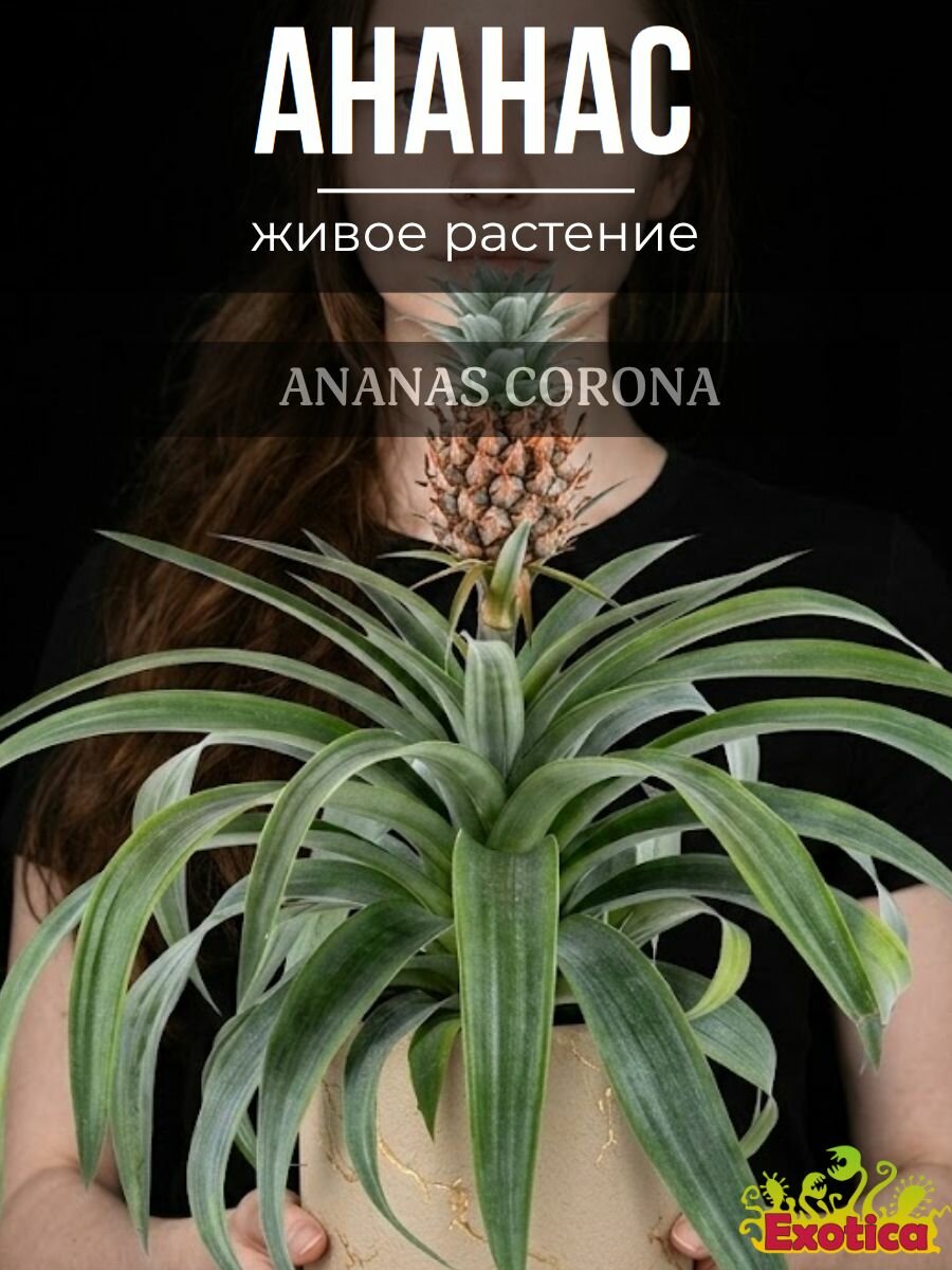 Ананас Корона (Ananas Corona) D12см, живое растение