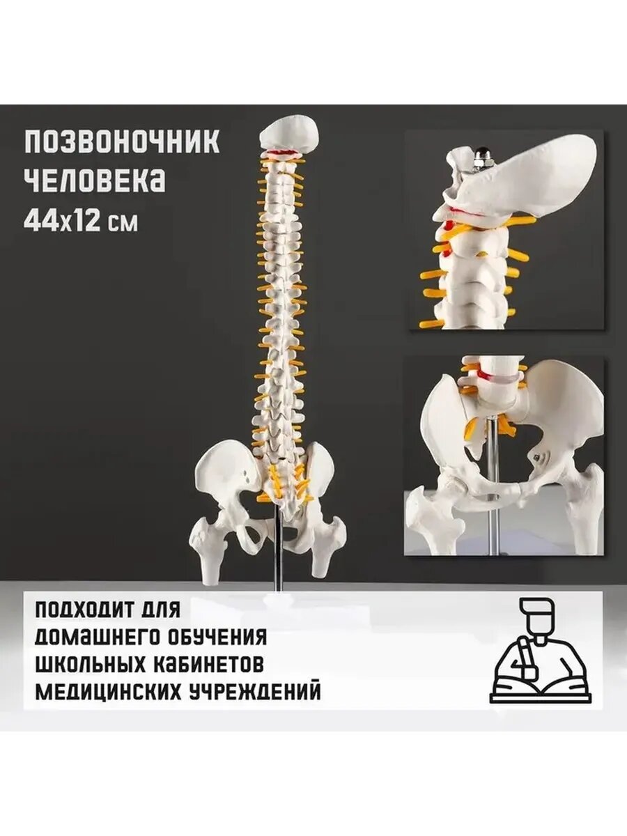 Подробный макет человеческого позвоночника для обучения
