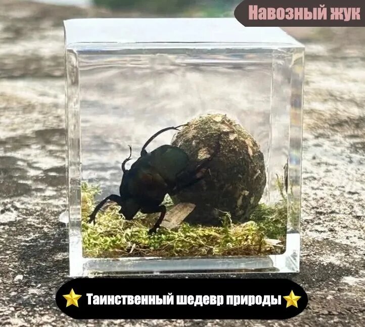 Коллекционирование насекомых