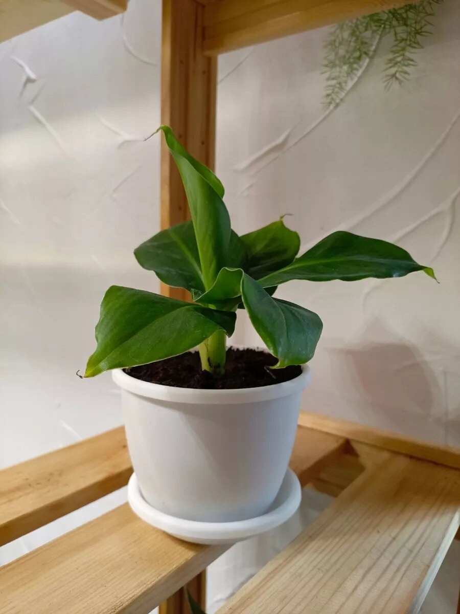 Банан Киевский Карлик - растение живое в кашпо 0,5л