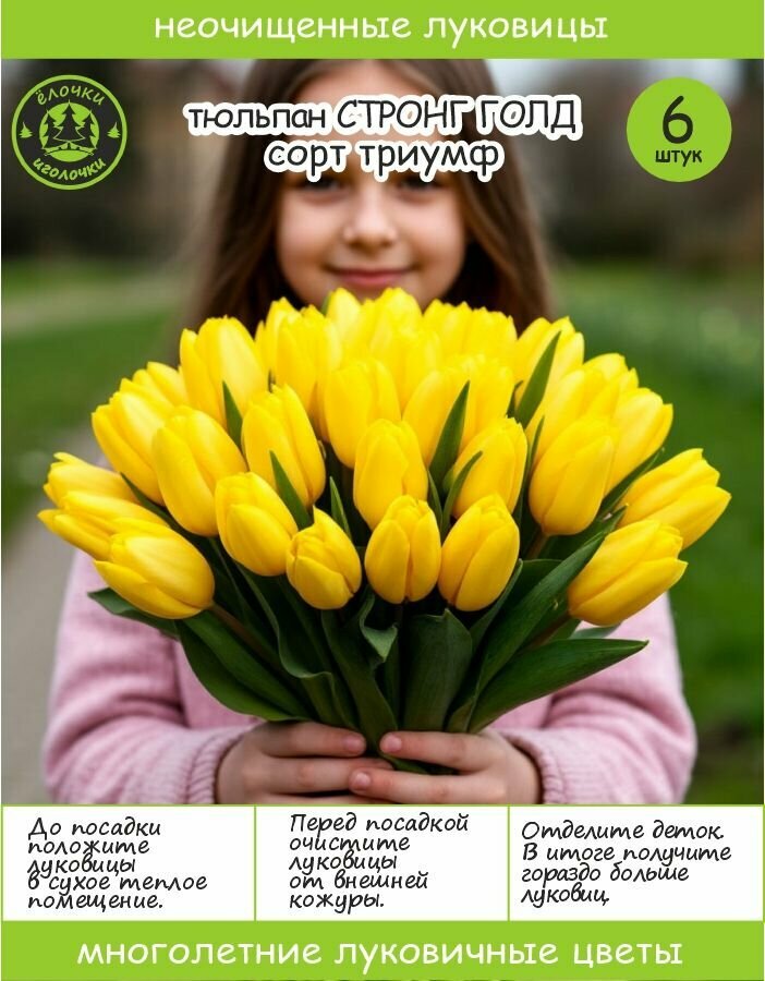 Тюльпан Луковица, Стронг Голд 6 шт, неочищенные