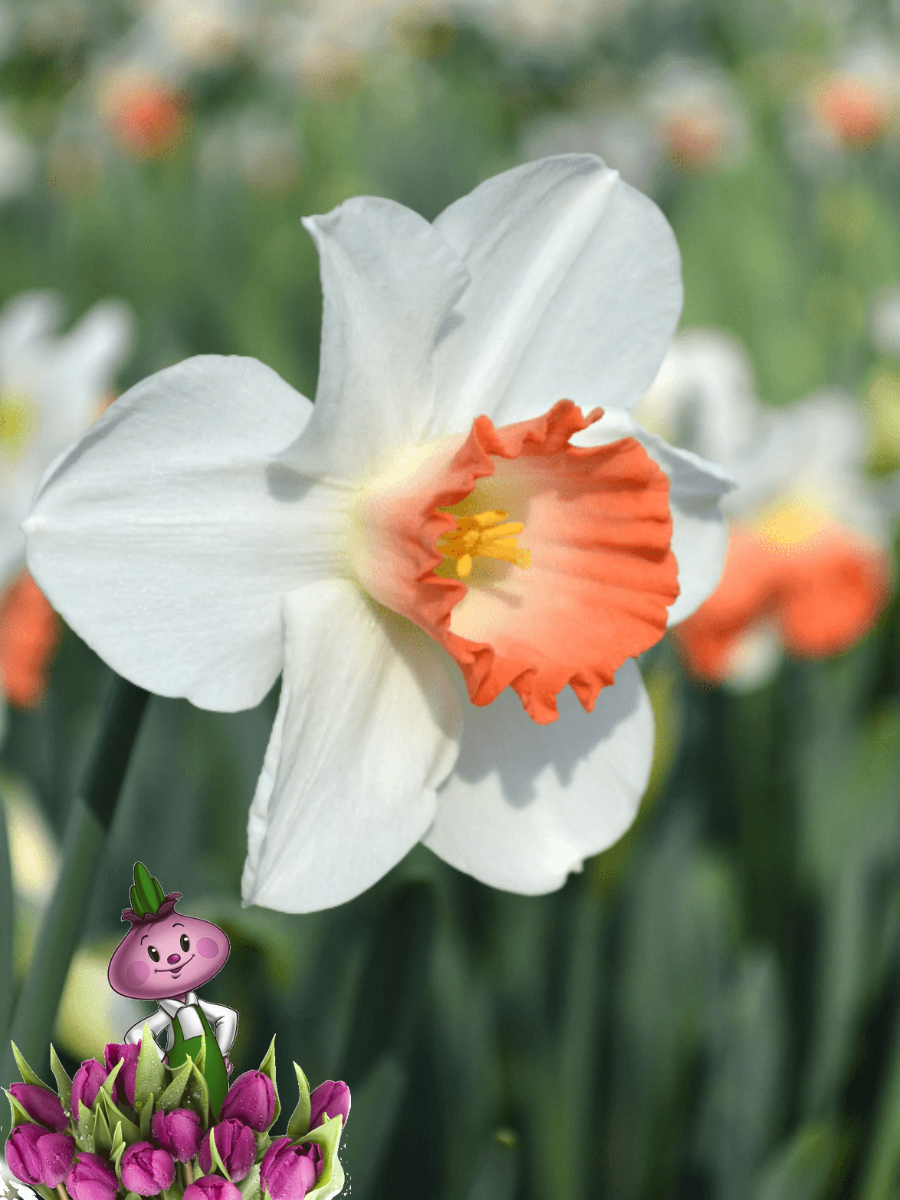 Луковицы цветов, Chipollino flowers, Нарцисс PINK CHARM (3 луковицы)