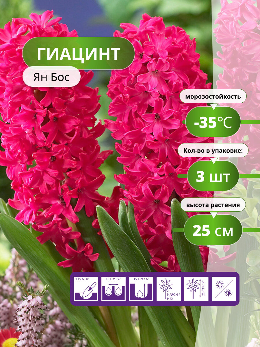 Гиацинт Ян Бос 3 луковицы / луковицы многолетних цветов, малиновый