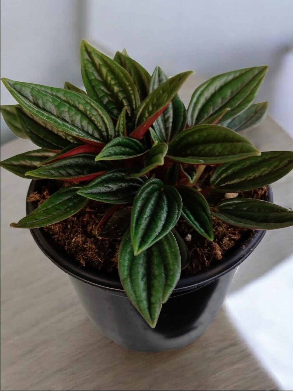 Пеперомия Россо (Peperomia Rosso) - Комнатное растение в горшке