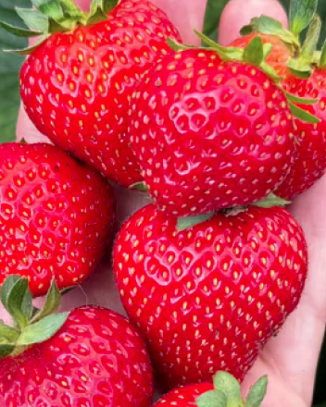 Клубника ремонтантная (крупноплодная) Альбион 10 шт / морозостойкий сорт