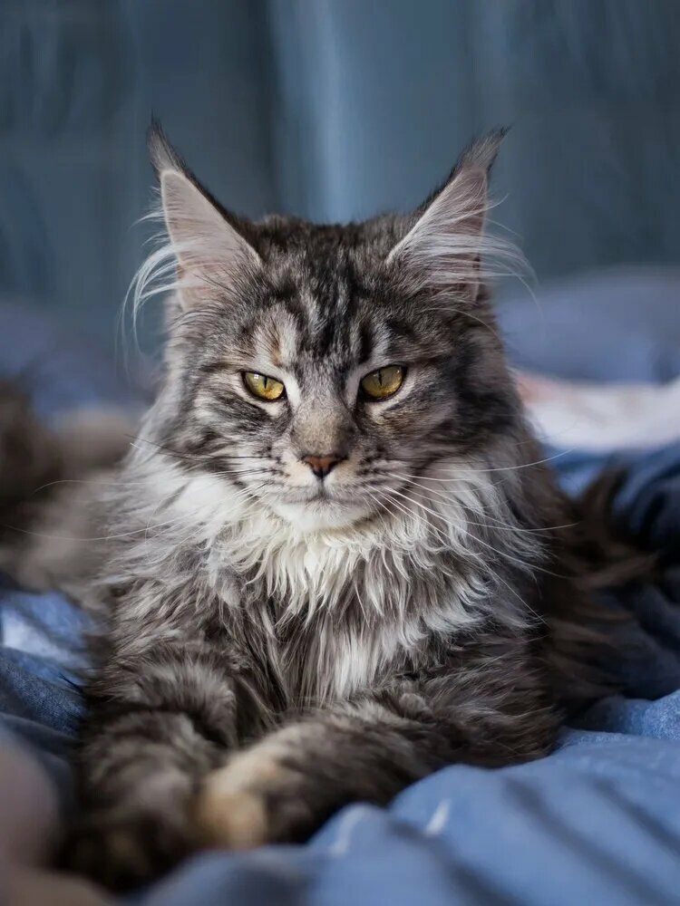 Diamond Mosaic на подводной лодке Maine Kun Cat, 40x50 см, вышивка с круглыми стразами, установлена для творчества, полной подкладки/подарок