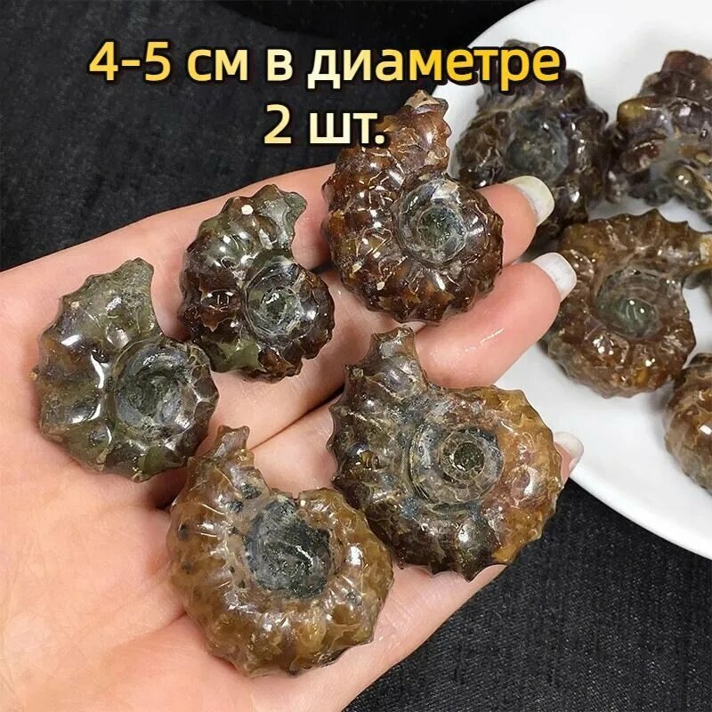 Уникальные окаменелости аммонитов-идеальный подарок для детей и коллекционеров