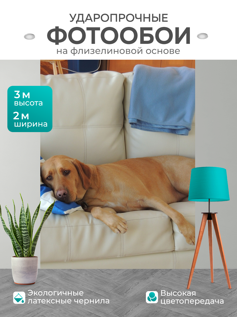 Фотообои моющиеся ударопрочные "Собака спит, собака на тренера, лабрадор" 200x300 см. флизелиновые на стену