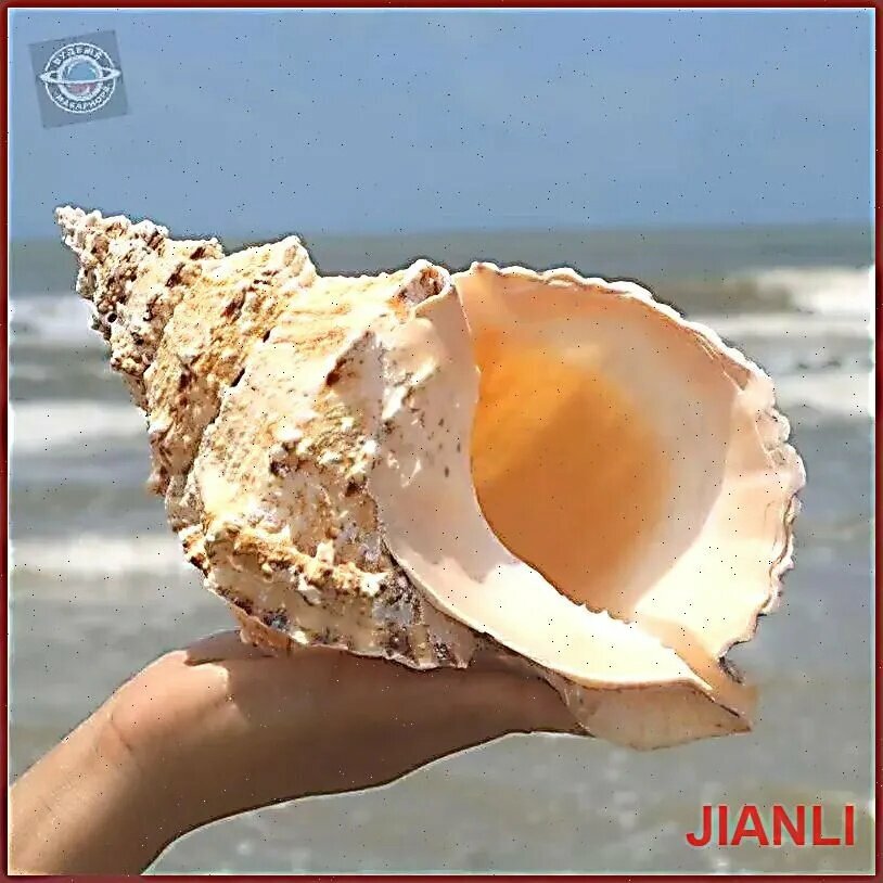 Ракушка морская натуральная Бурса Бубо12cm-13cm，（Рекомендуемые качественные продукты）