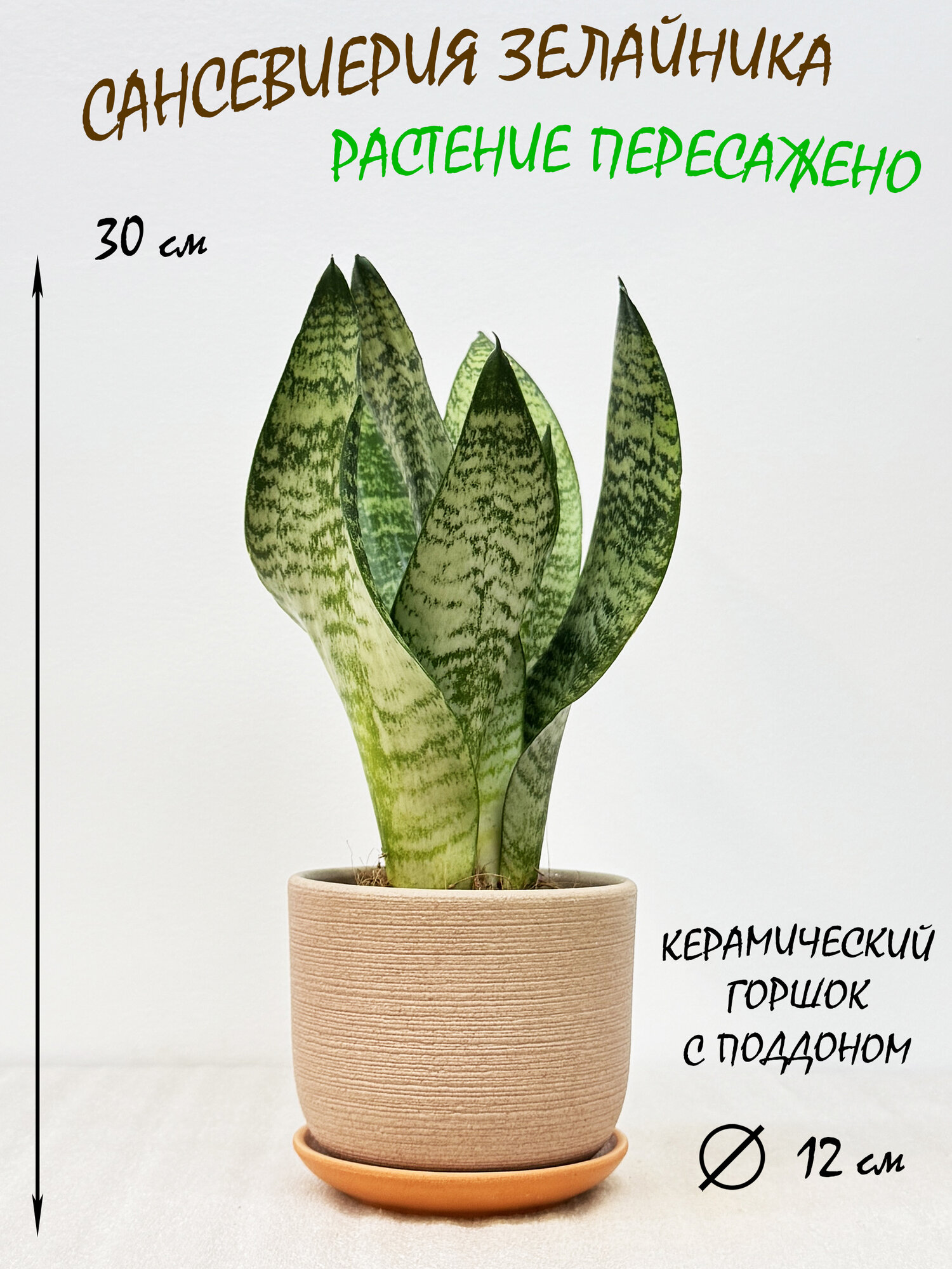 Сансевиерия Зелайника в кремовом керамическом горшке с поддоном, высота 25-30см