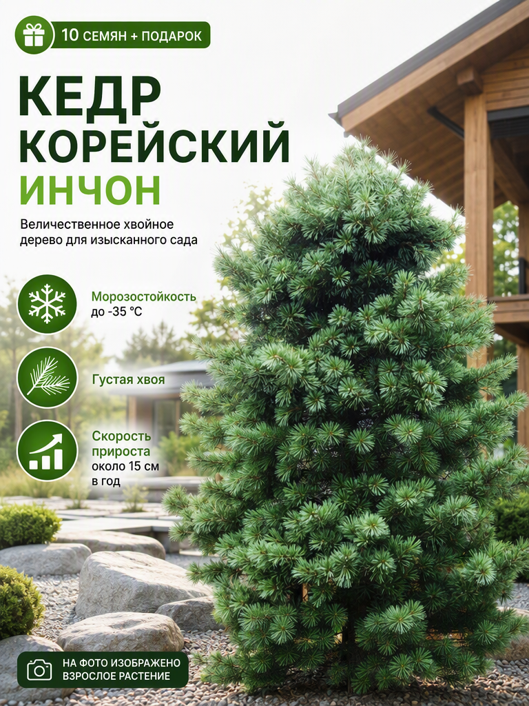 Кедр корейский Инчон, Семена, 10 шт, семена хвойных растений