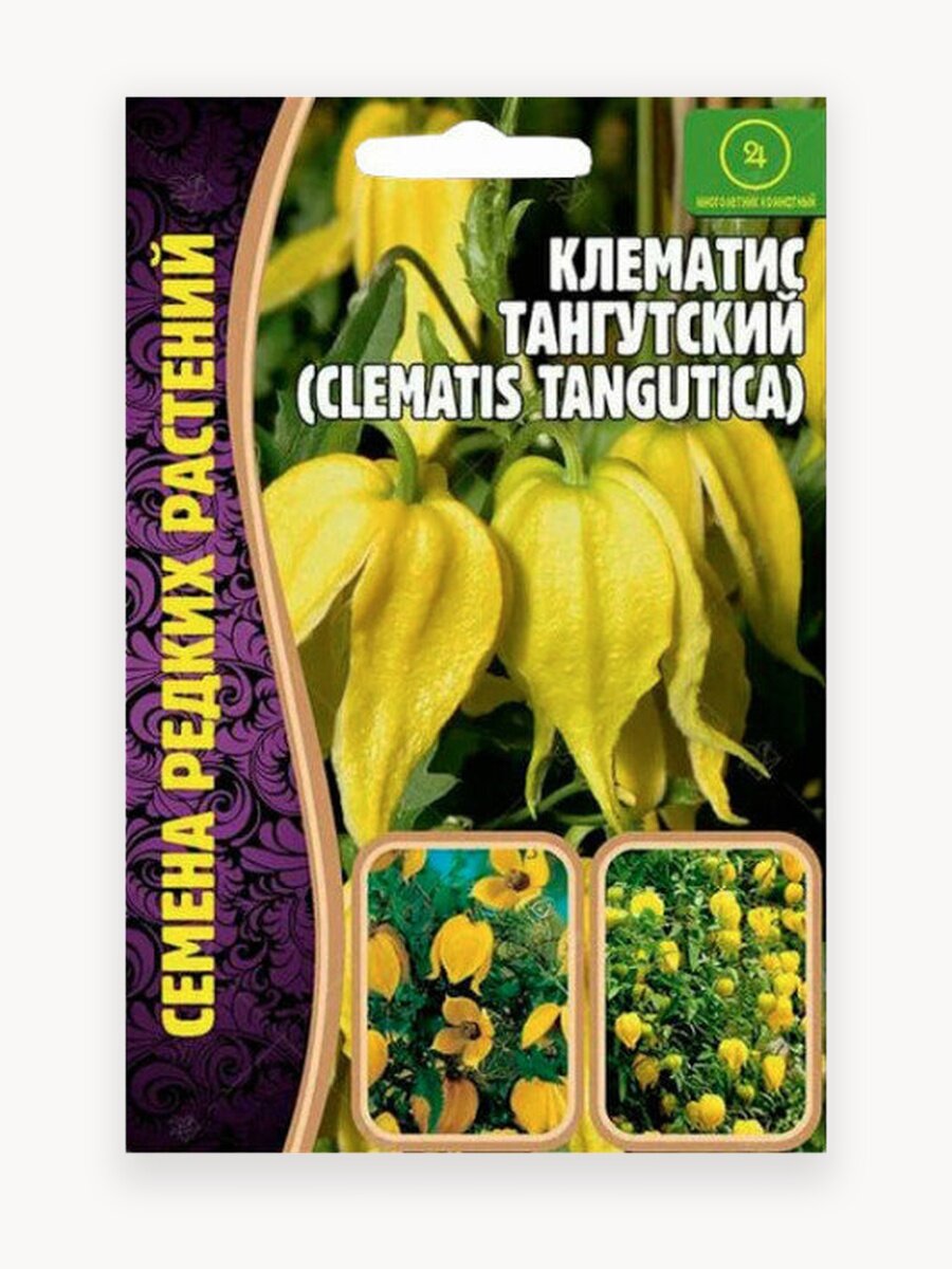 Семена Клематиса Тангутского (Clematis Tangutica) (10 семян)