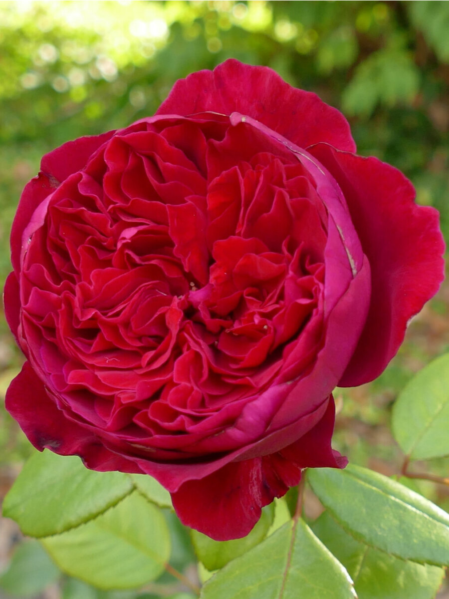 Роза чайно-гибридная Алан Сушон , 1 саженец , многолетняя , красная