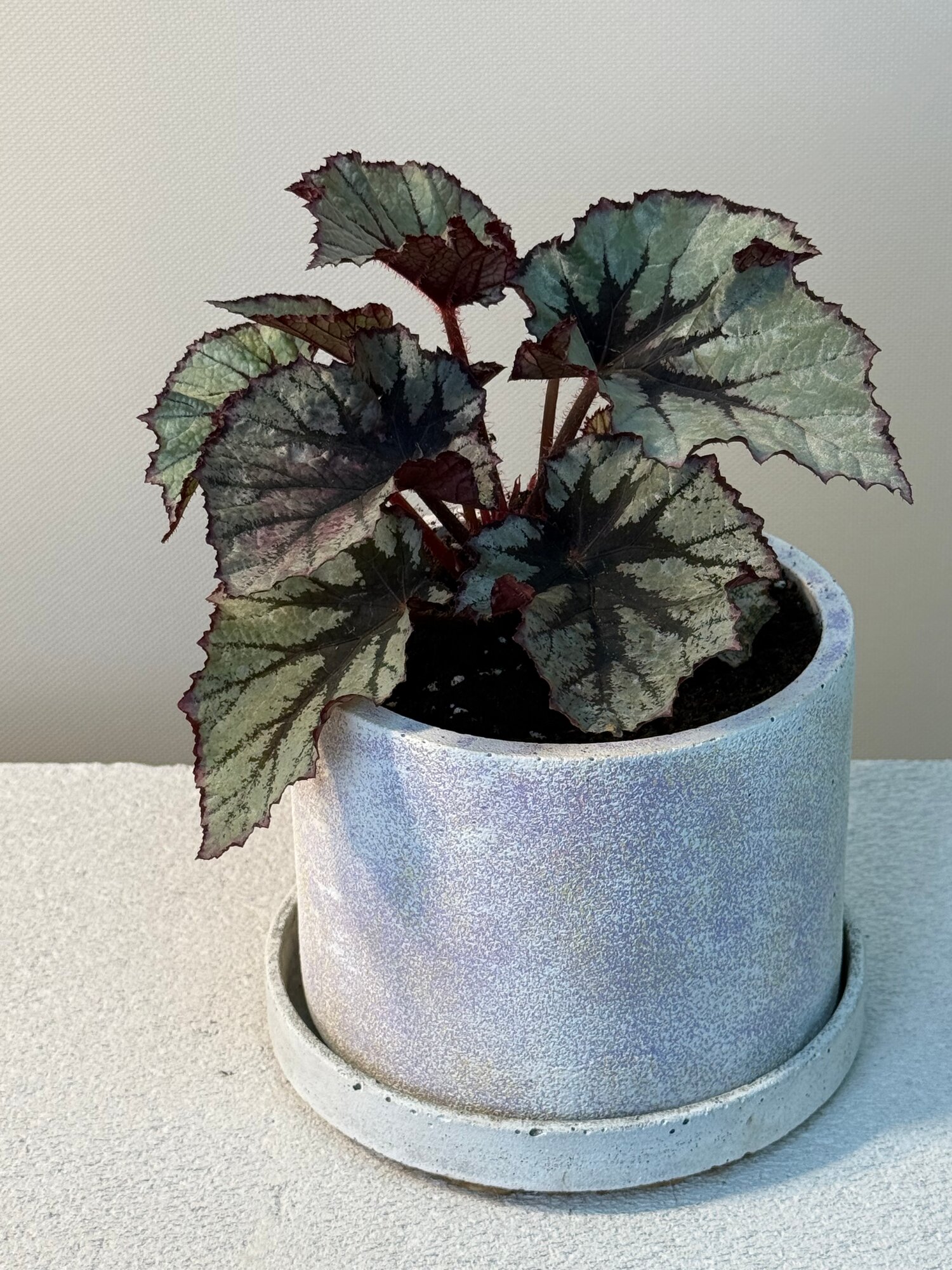 Бегония королевская в сиреневом бетонном горшке ручной работы