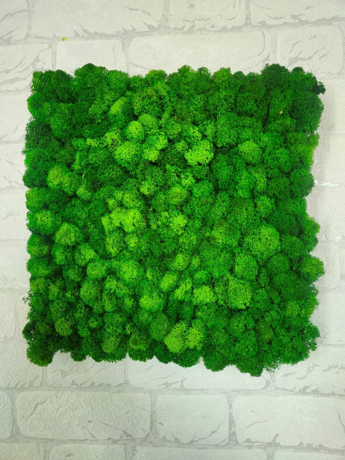 Панно квадрат из стабилизированного мха 30*30 см, цвет натуральный зеленый для декора, дизайна, озеленения. Домашний декор зеленым мхом