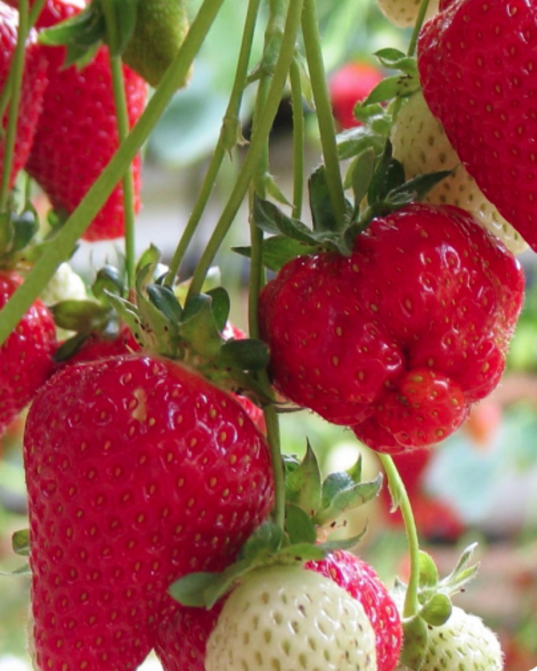 Клубника ремонтантная крупноплодная Кабрилло 5 шт / морозостойкий