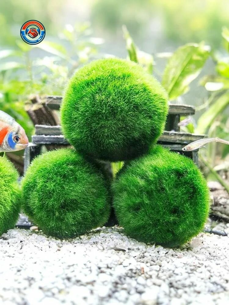 Живые шарики маримо для аквариума и террариума, 3 шт, натуральные водоросли-талисман удачи, очищают воду и насыщают кислородом, подарок и декор интерьера
