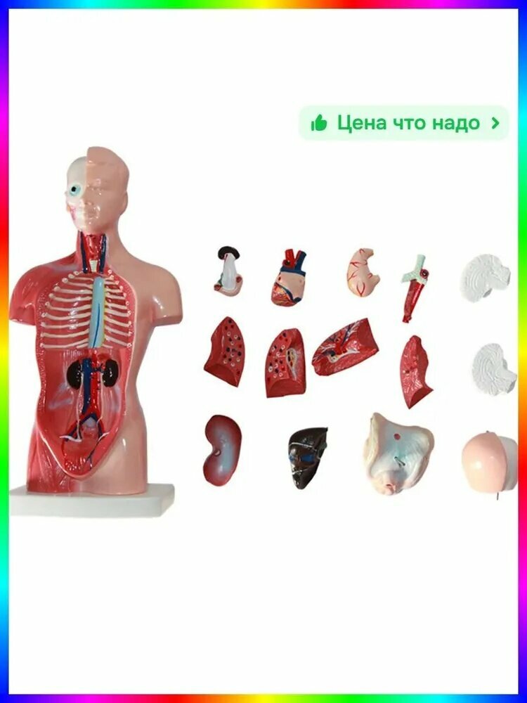 Художественный манекен для творчества и дизайна-Манекен художественный