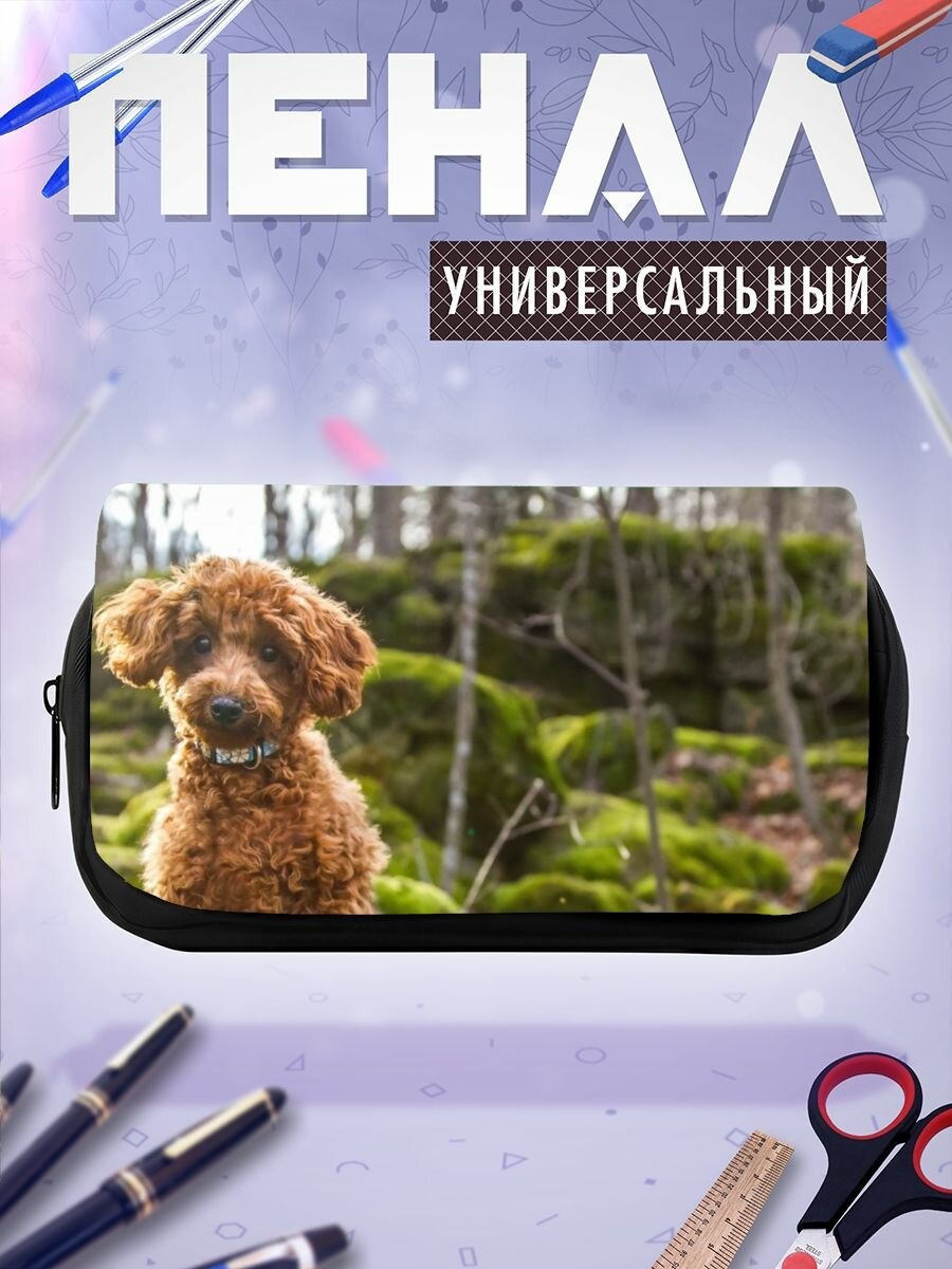 Школьный пенал миниатюрный пудель испанская водяная собака