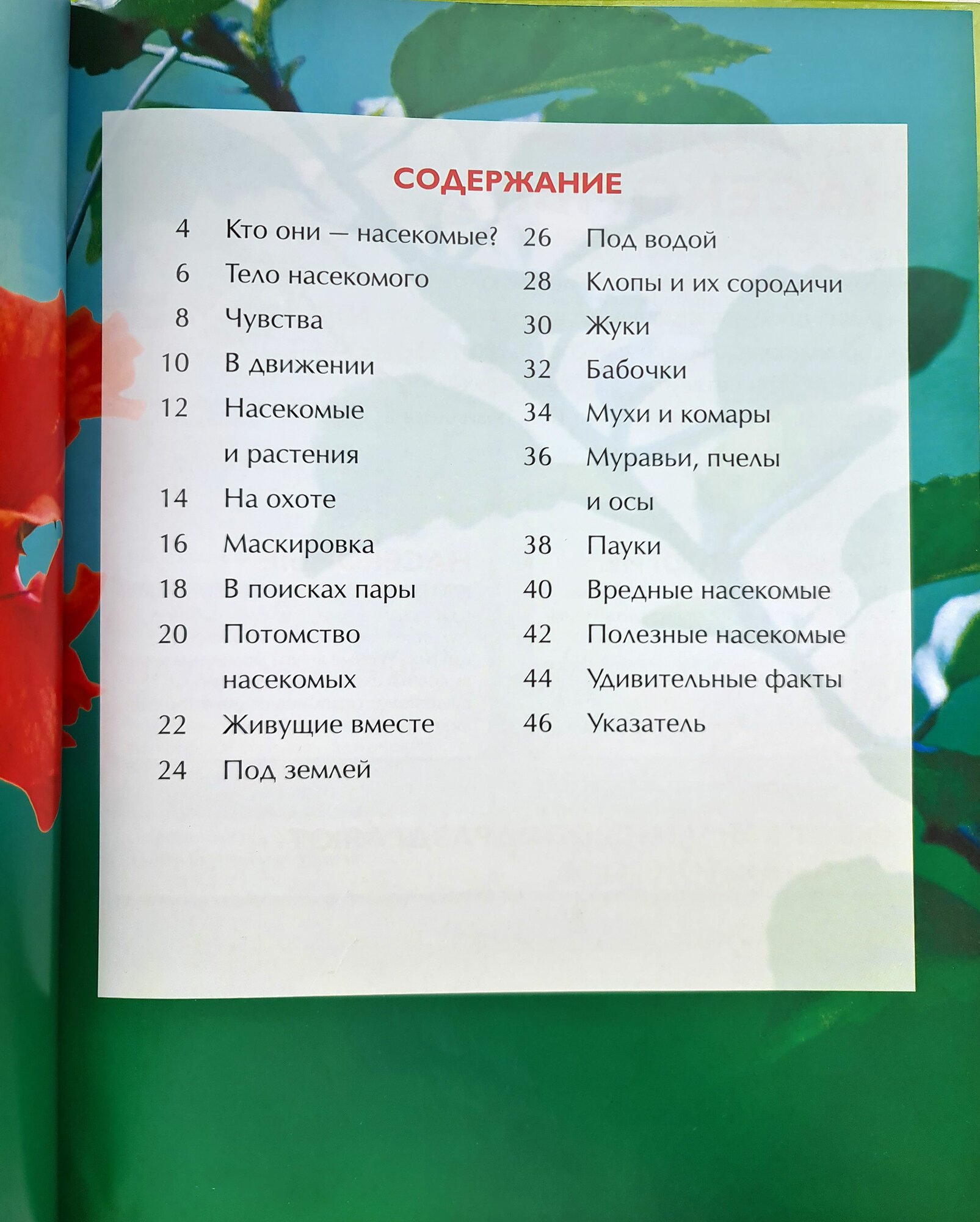 Насекомые — фото 1