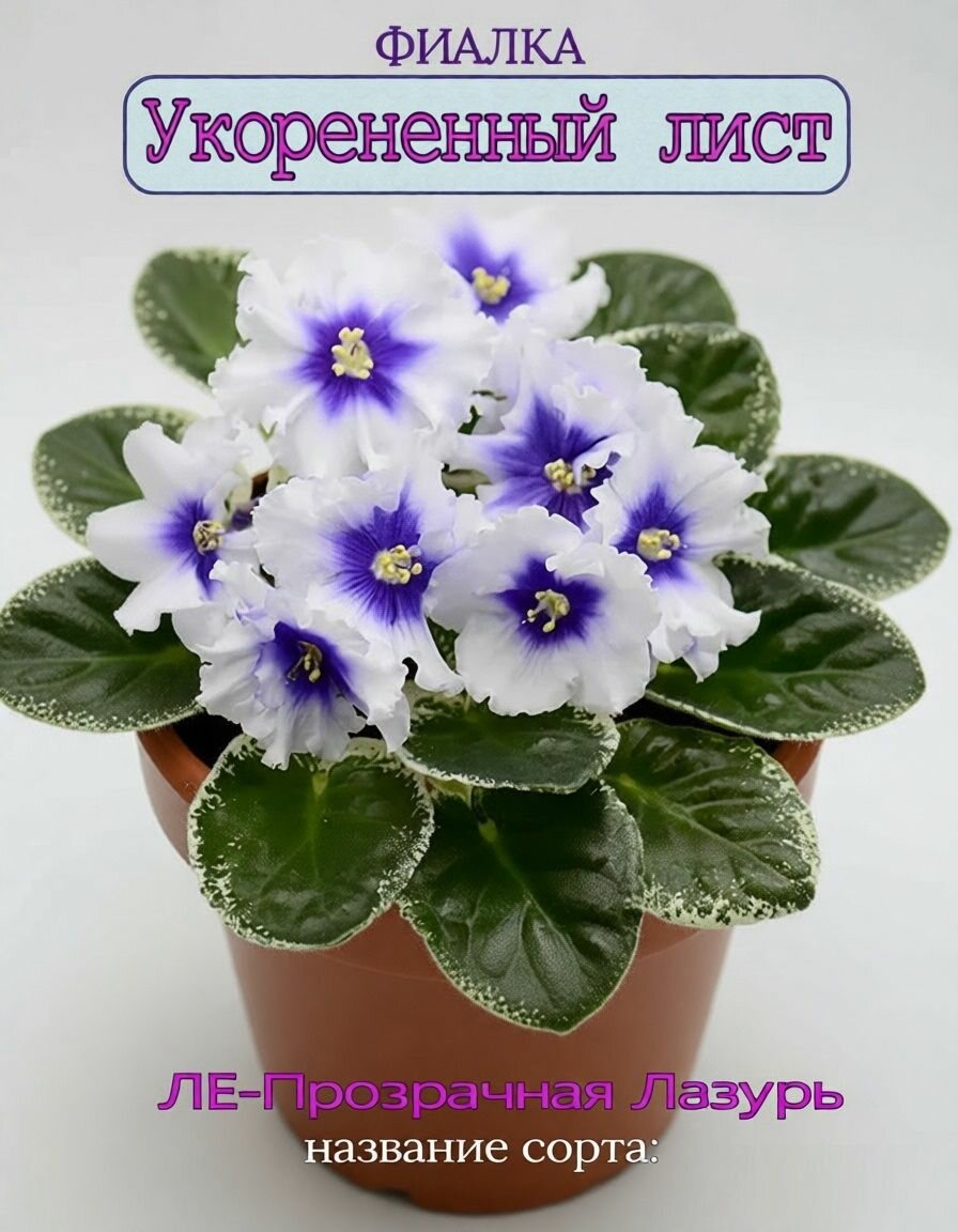 Фиалка живая комнатная сорт ЛЕ-Прозрачная Лазурь (укорен. лист)