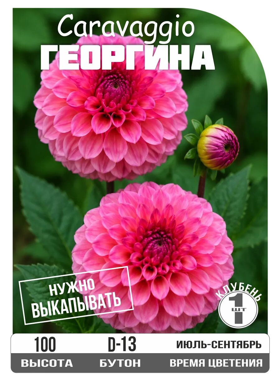 Георгины Караваджо клубни многолетние 1 шт.
