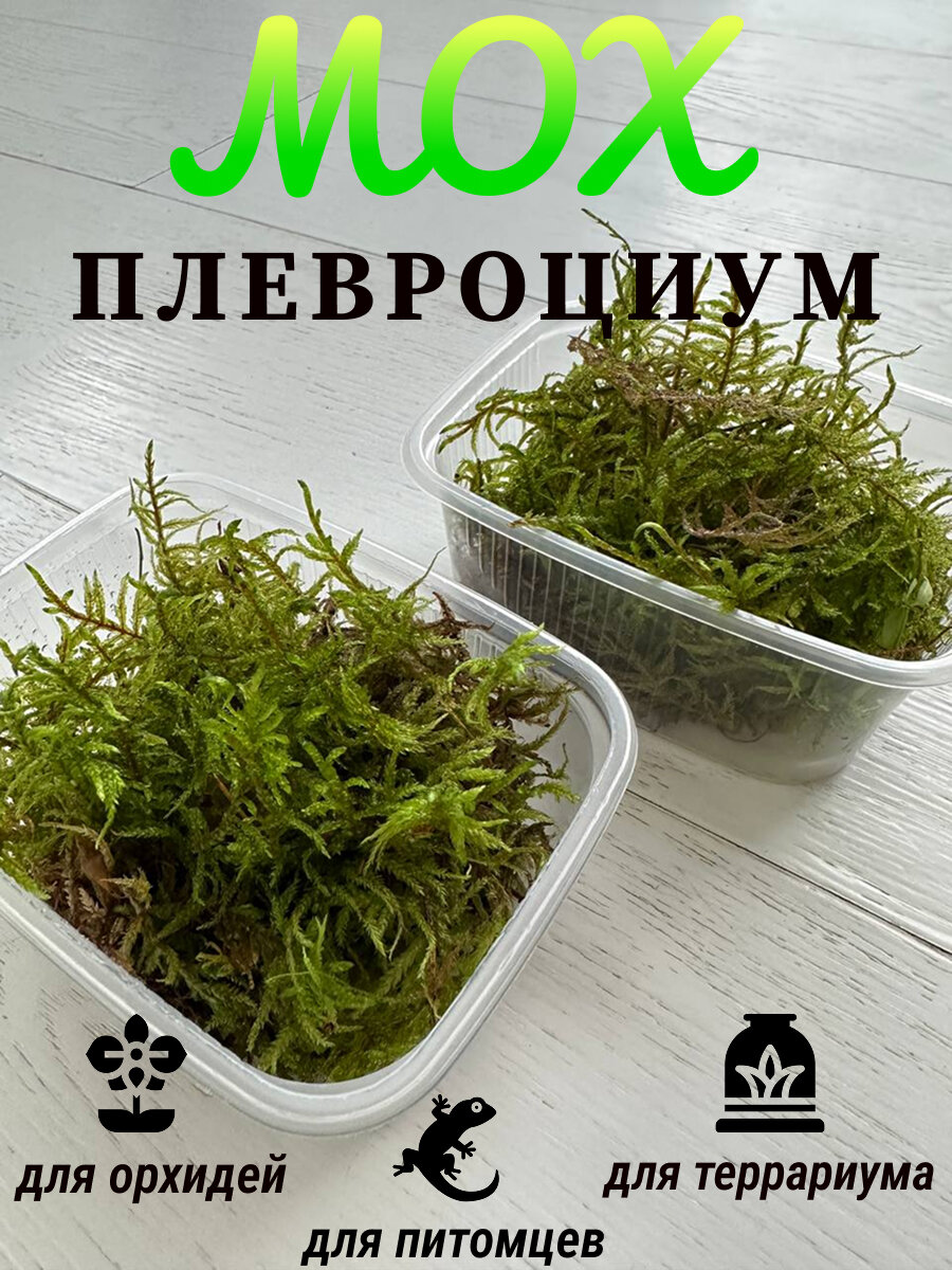 Мох плевроциум свежий, для растений, террариумов, флорариумов 500мл