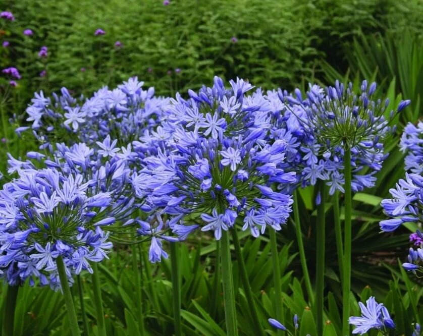 Агапантус Блю луковицы, клубни, корни цветов