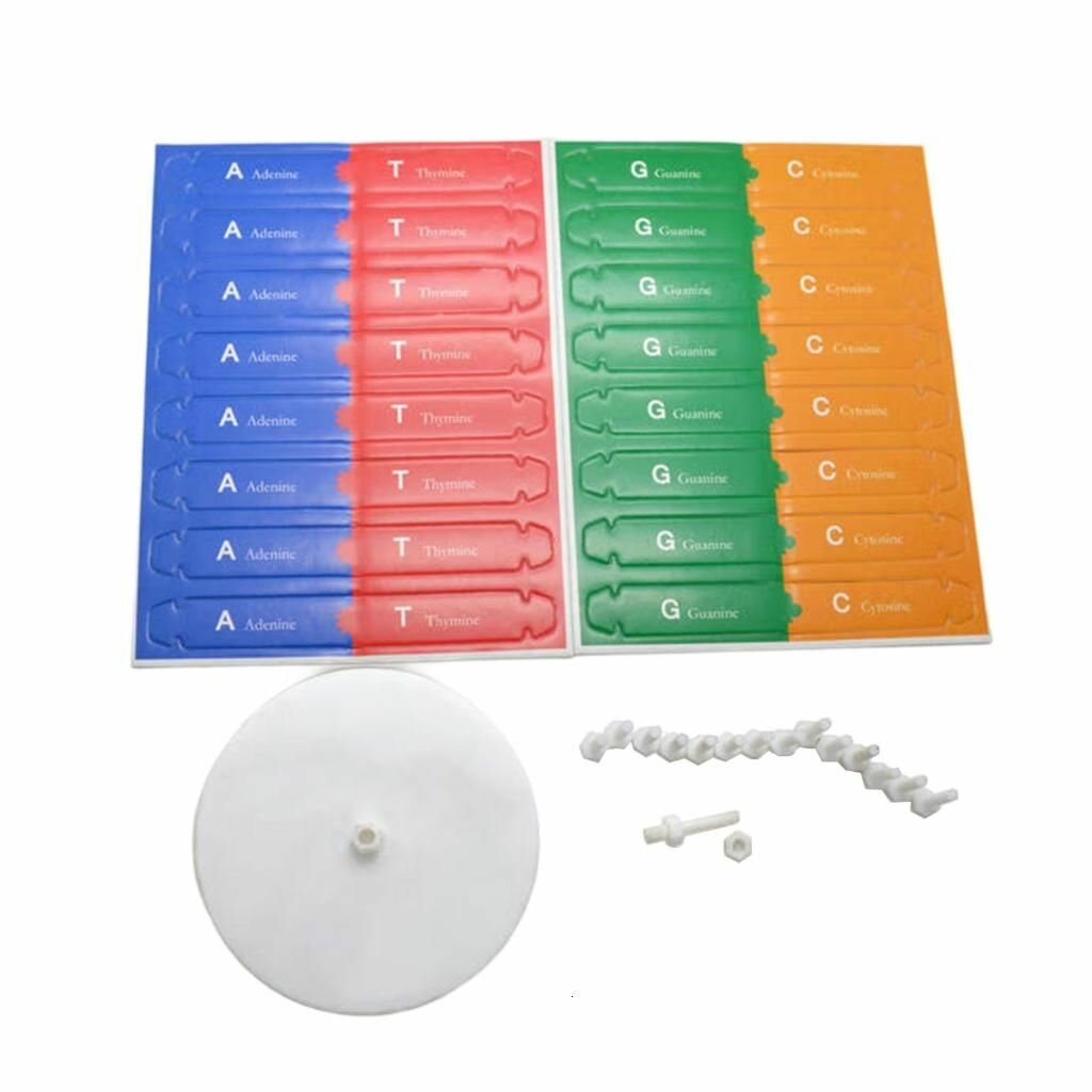 Модель структуры ДНК для школьных лабораторий