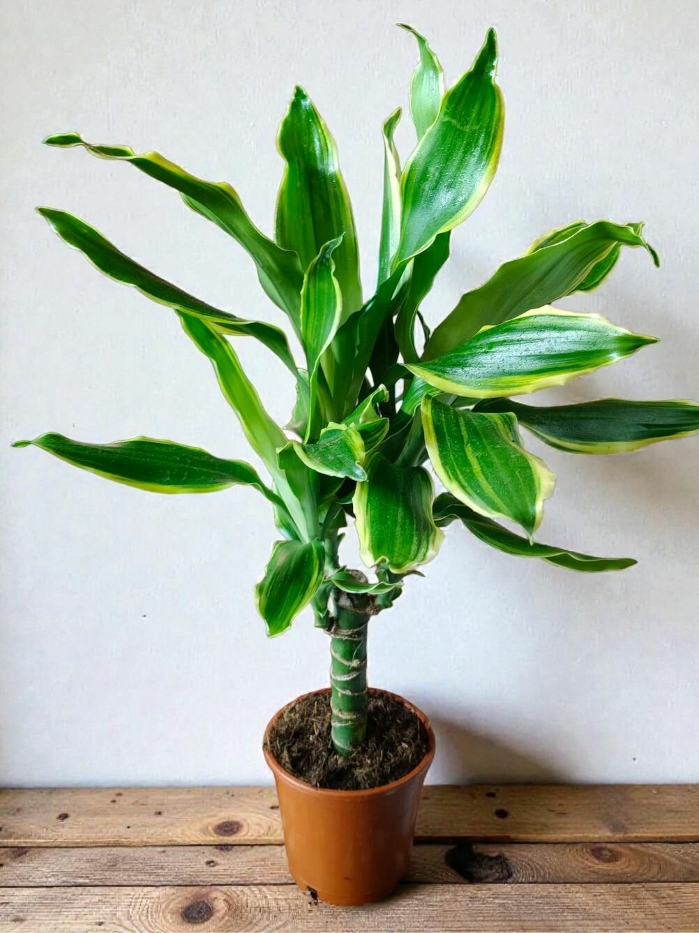 Драцена Голден Кост (Dracaena Golden Coast) Живое комнатное растение, Пальма для дома и офиса