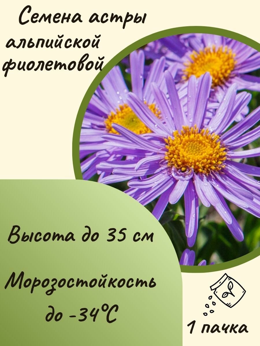 Семена астры альпийской фиолетовой, 10 шт. семян