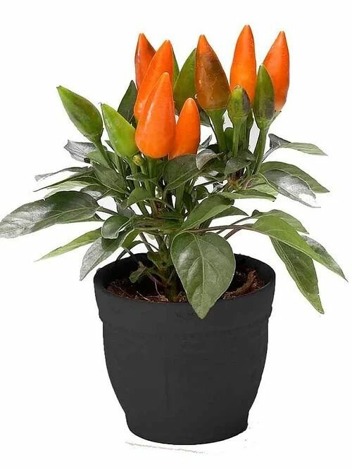 Коллекционные семена перца острого мини Фокста