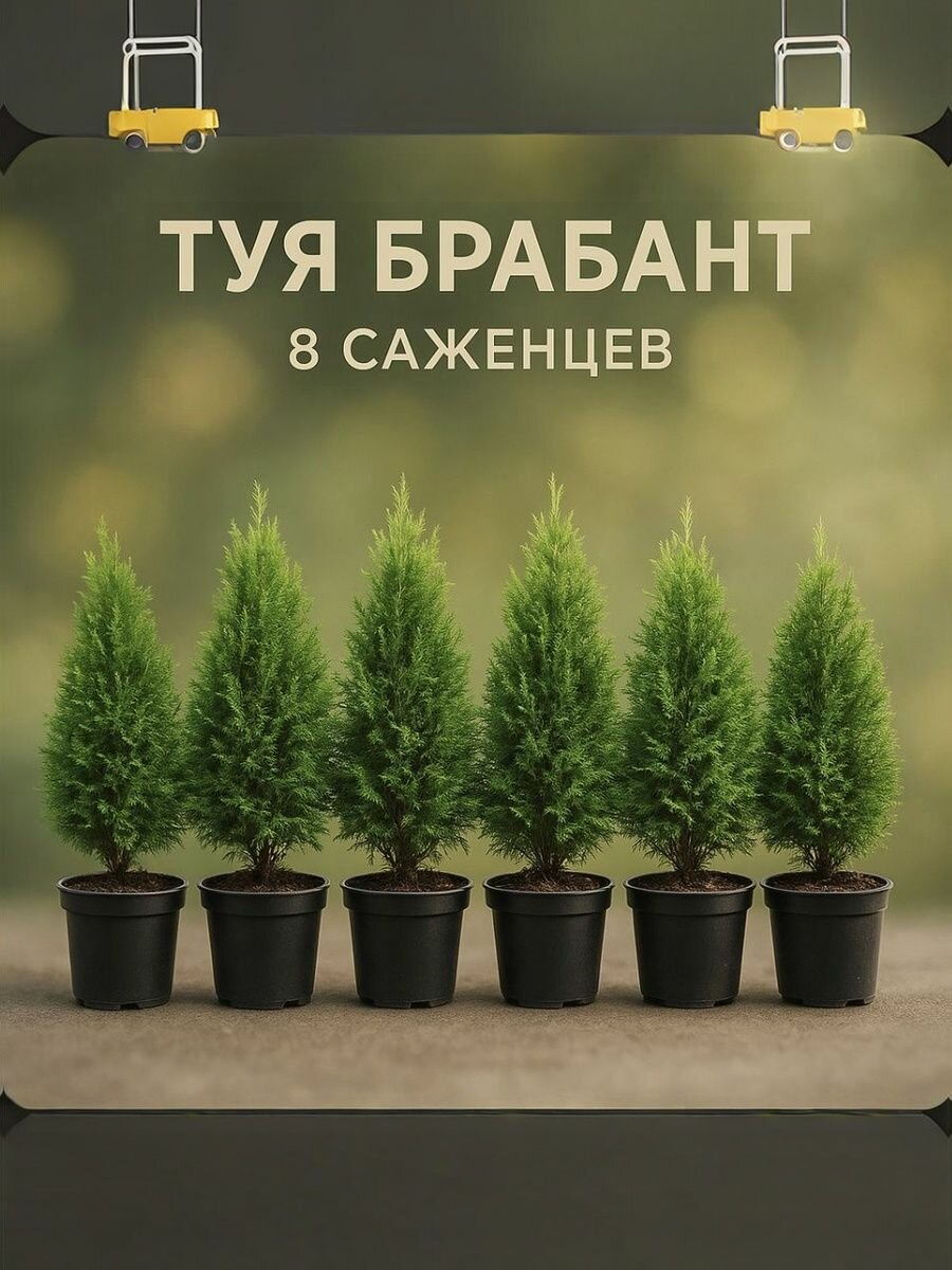 Саженец туи "Брабант", для живой изгороди, высота 35 см, 8 шт