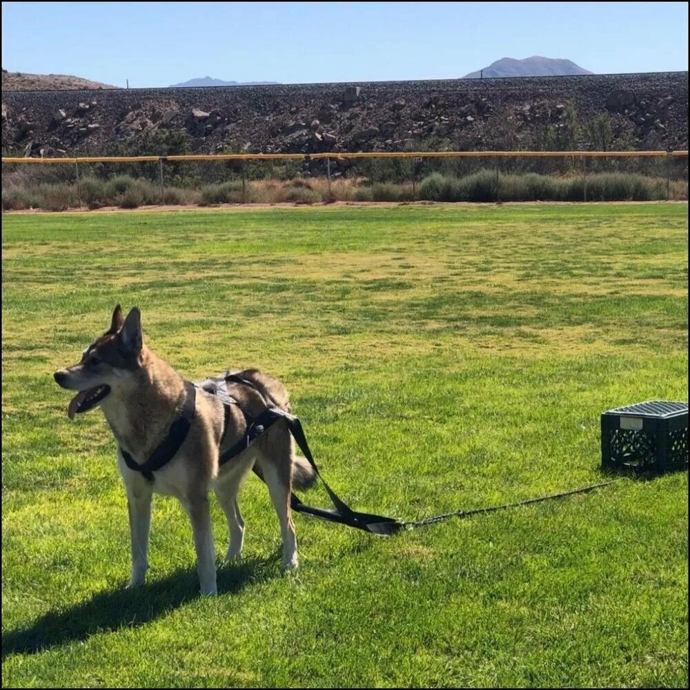 Ездовая шлейка для собак для тренировок, вейтпуллинга и катания на санях, Усиленная Y-образная упряжь для крупных пород (хаски, маламут, овчарка), для развития мышц