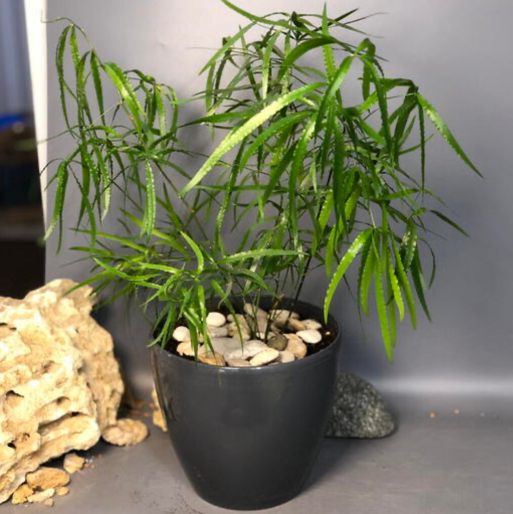 Комнатное растение "Аспарагус", в кашпо, неприхотливое, зеленое